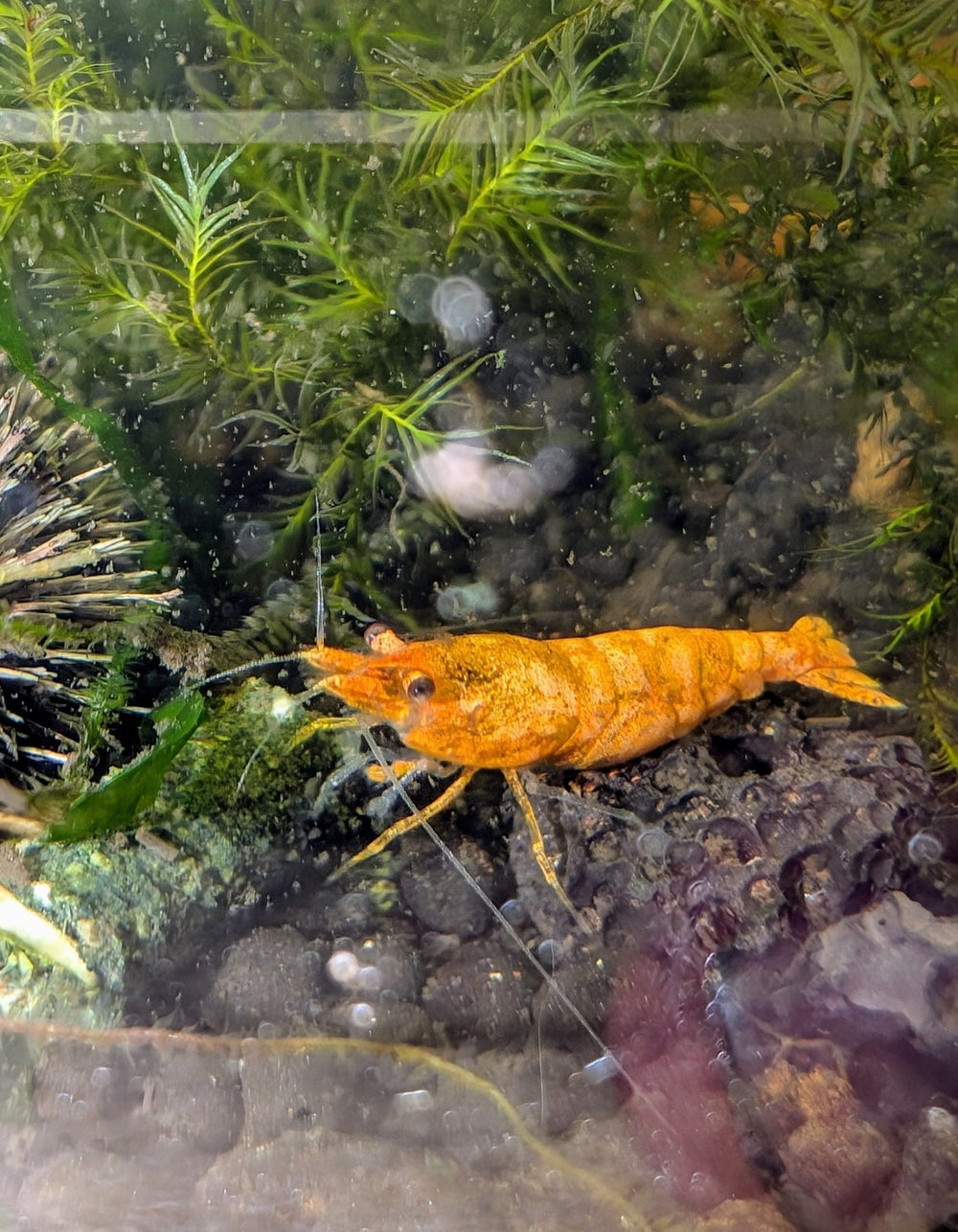 The Ultimate Sunkist Shrimp Care & Breeding Guide