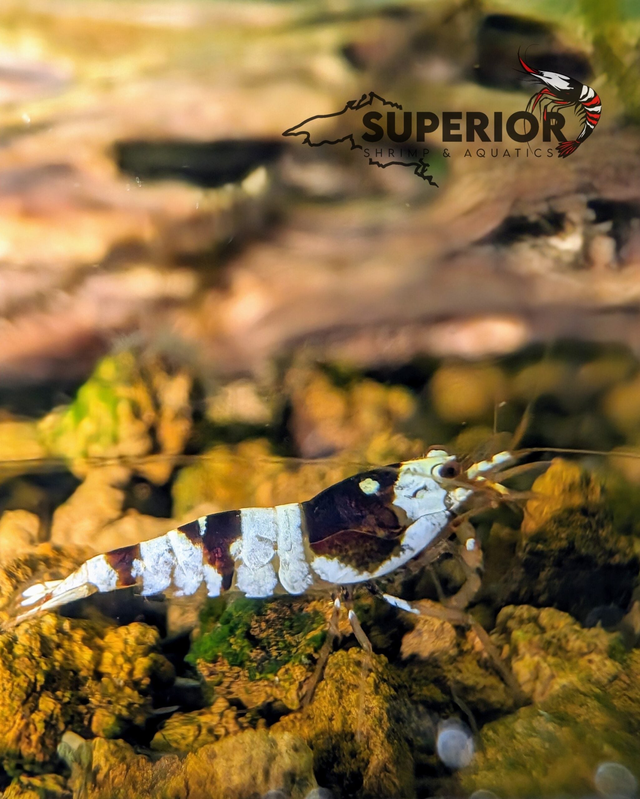 Pure Black Line (PBL) Shrimp – Superior Shrimp & Aquatics