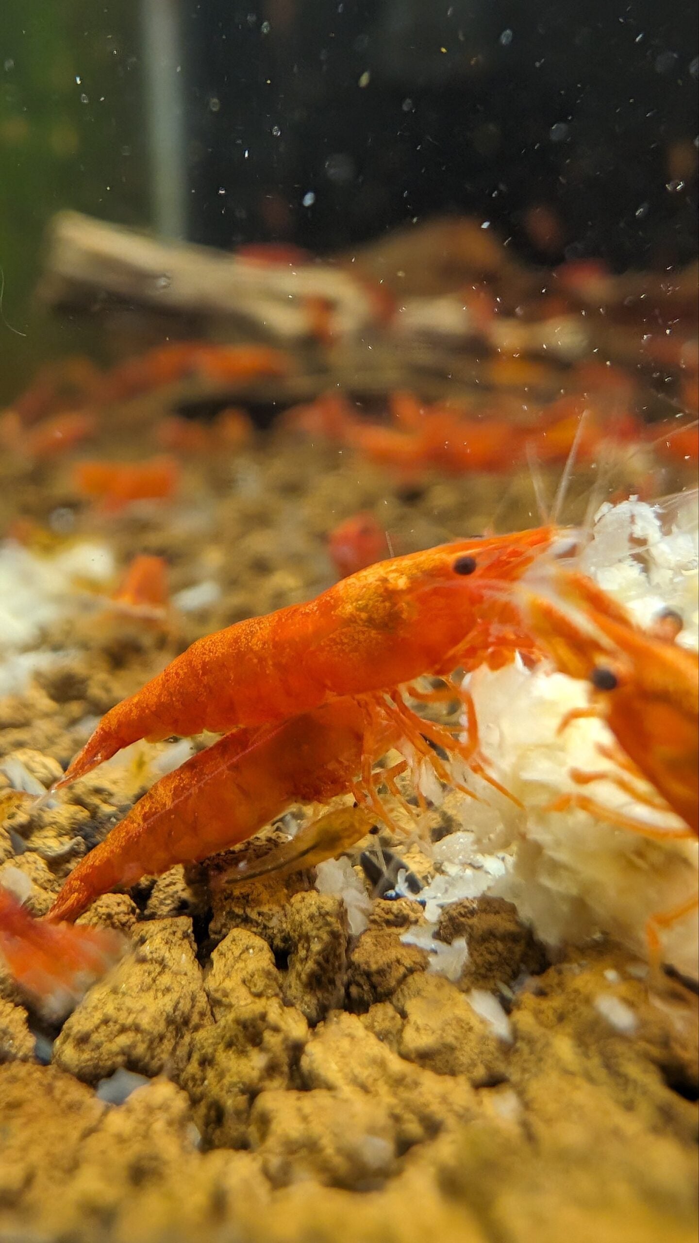 Blood Orange Shrimp – Superior Shrimp & Aquatics