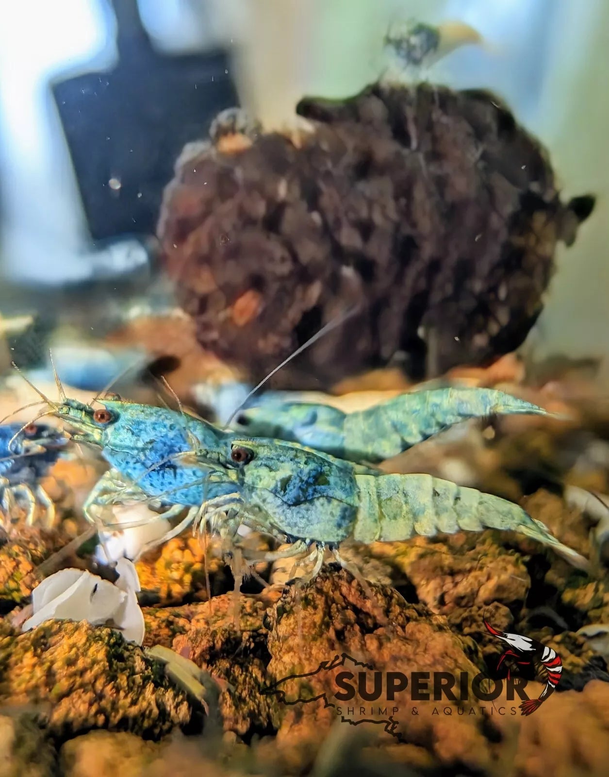 Blue Bolt Shrimp – Superior Shrimp & Aquatics