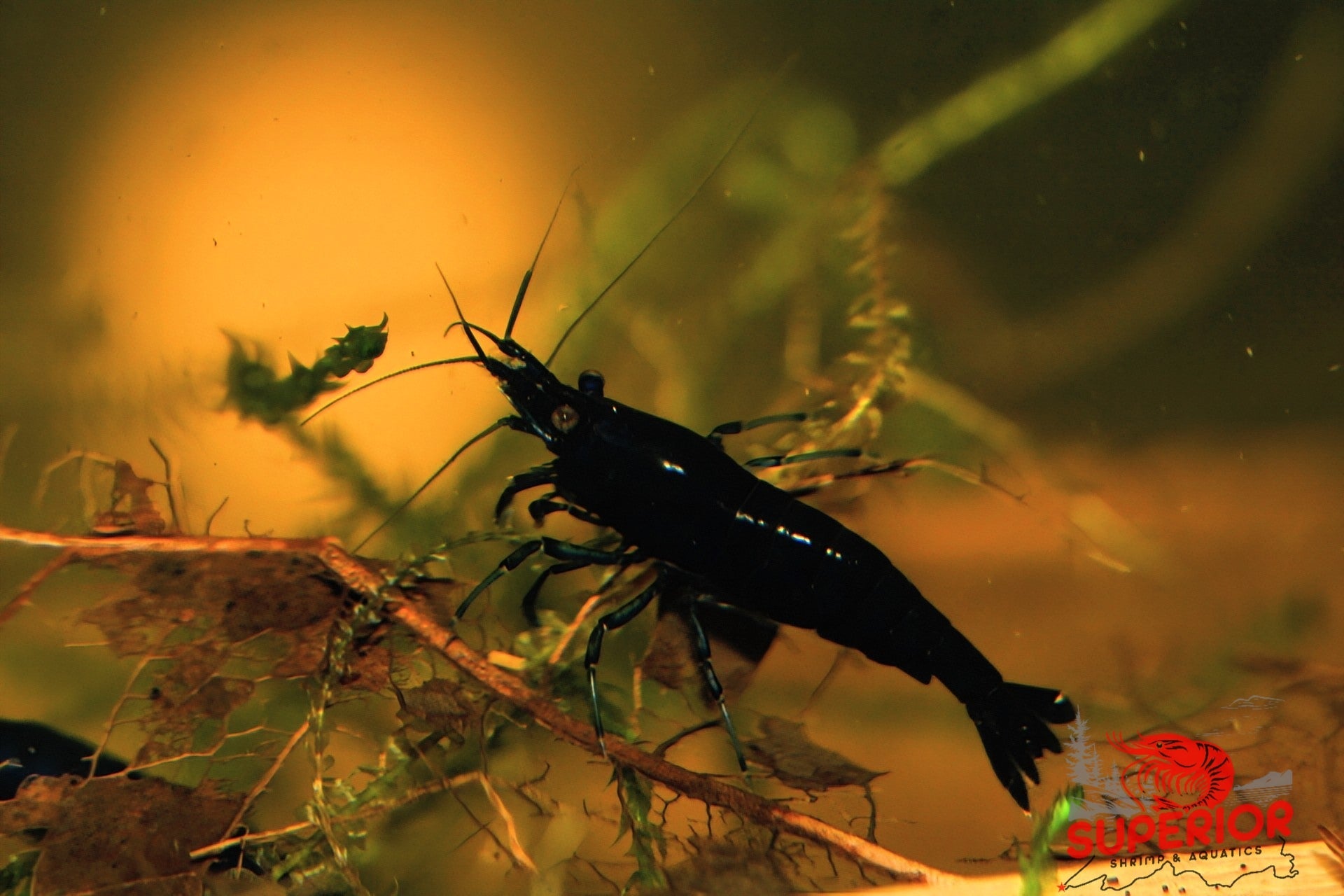 Black Rose Shrimp