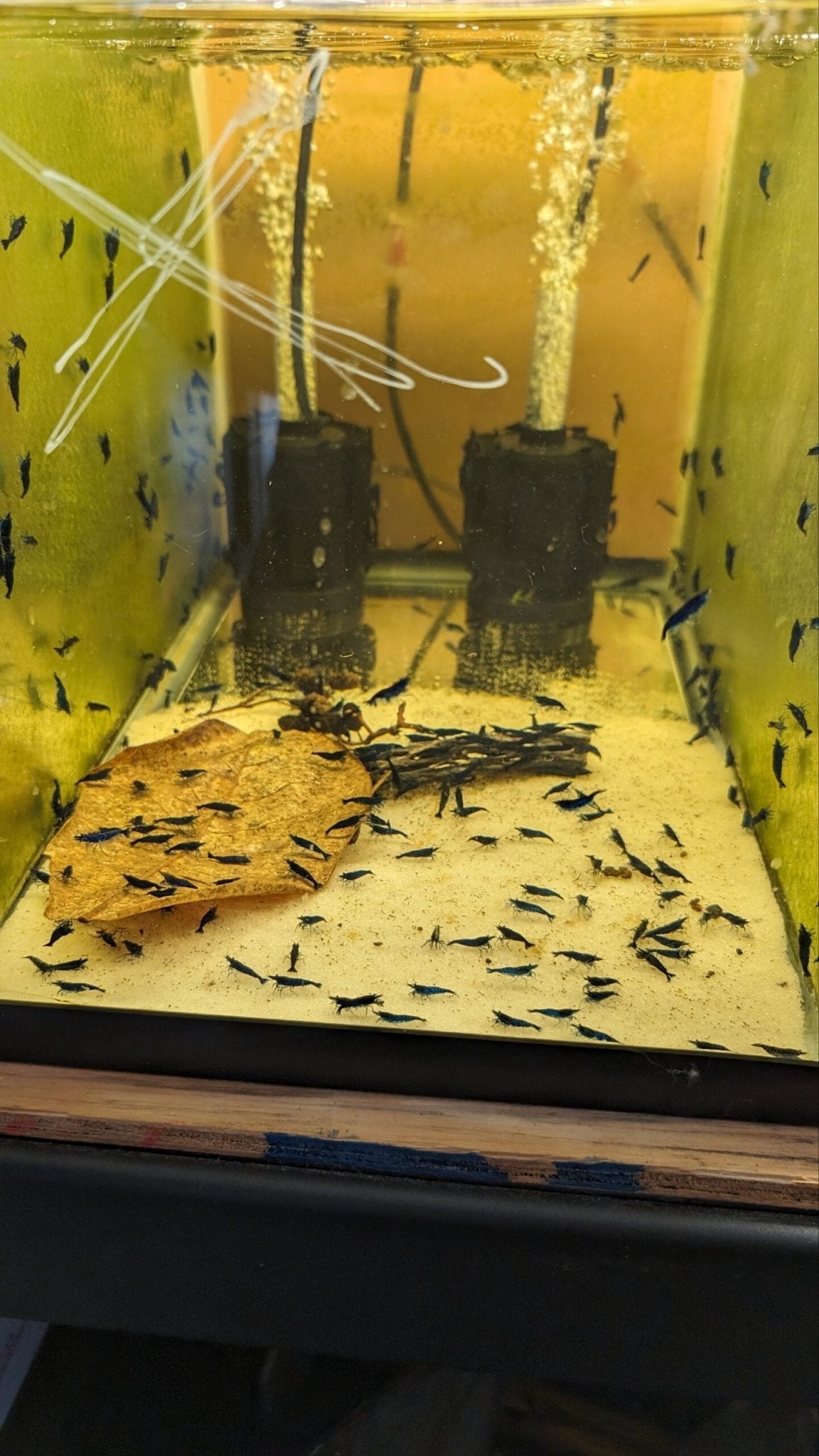 Blue Diamond Shrimp