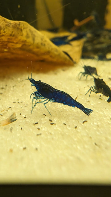 Blue Diamond Shrimp