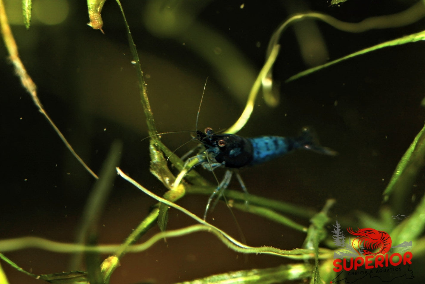 Skip to product information