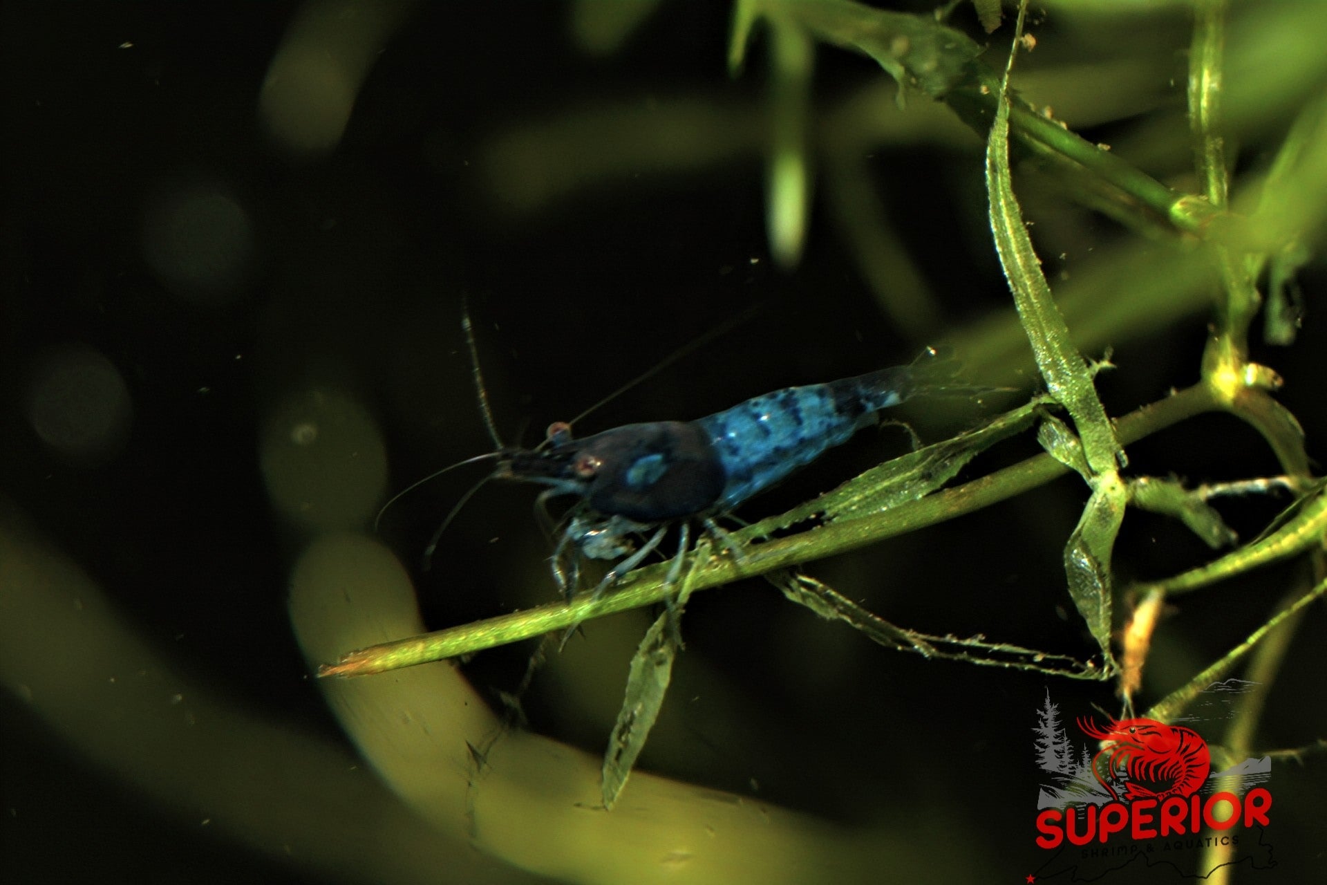 Blue Rili Shrimp (Neocaridina davidi) – The Mesmerizing Patchwork of Blues