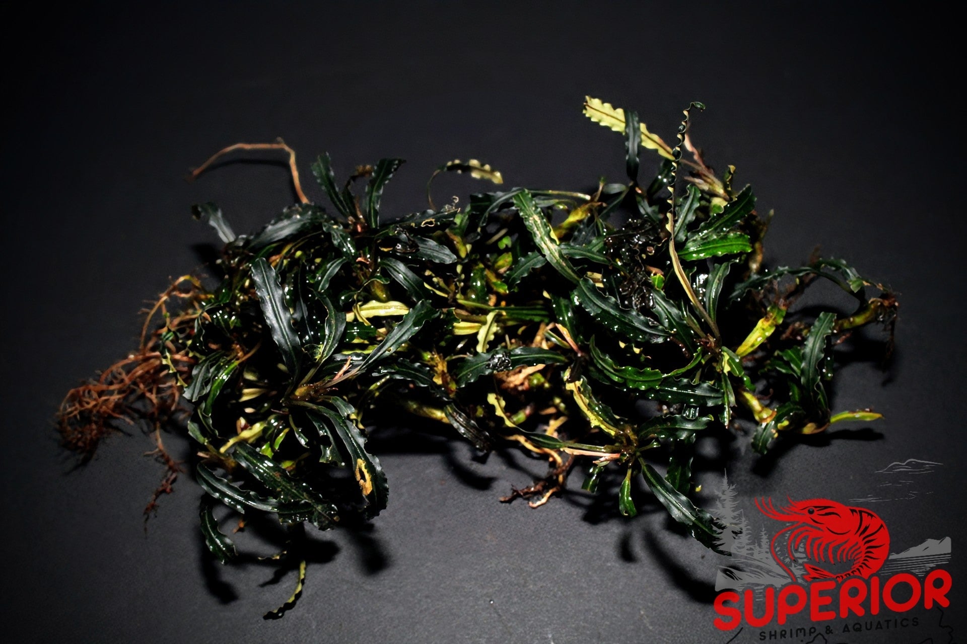 Bucephalandra Velvet