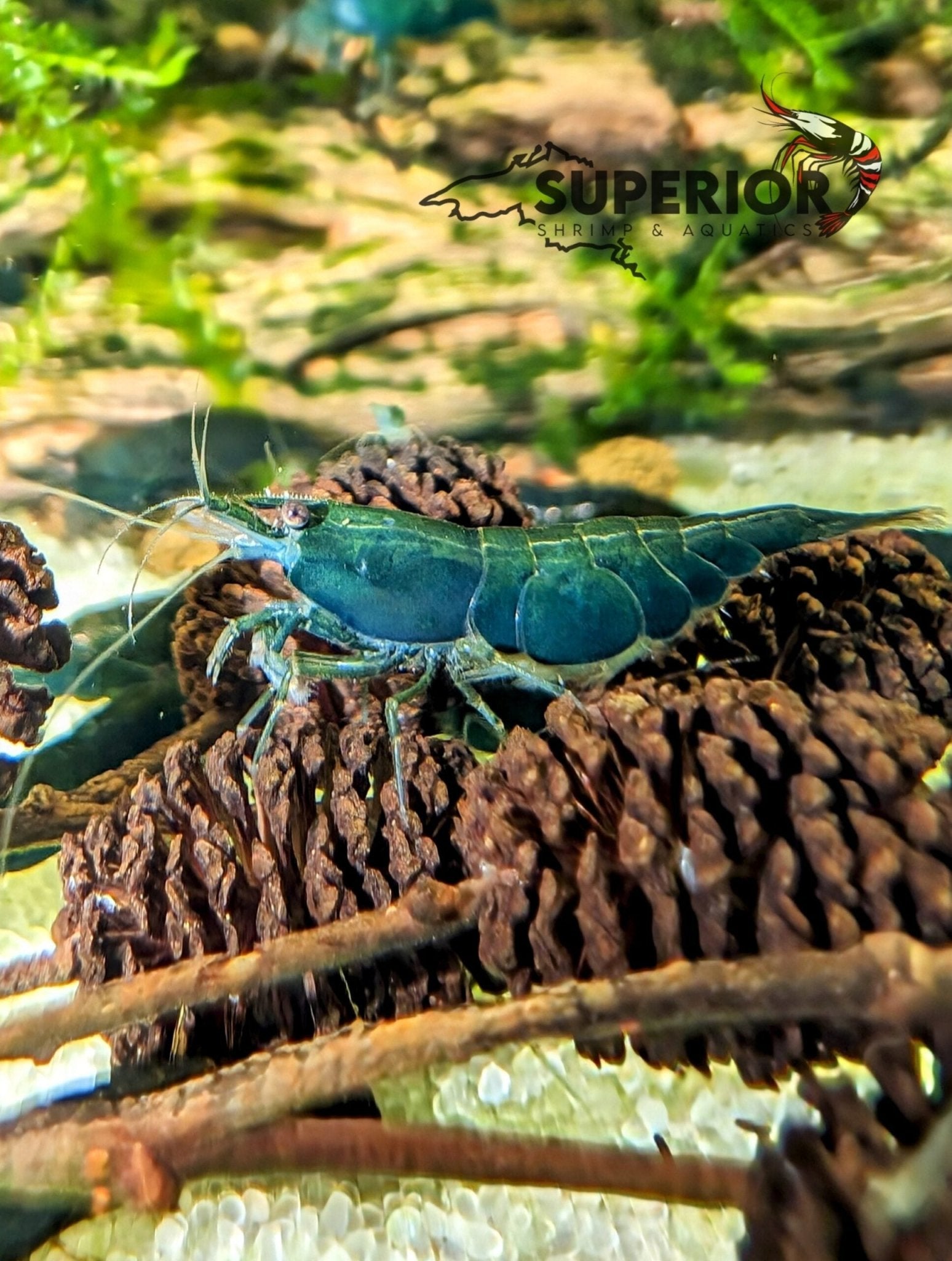Green Jade Shrimp