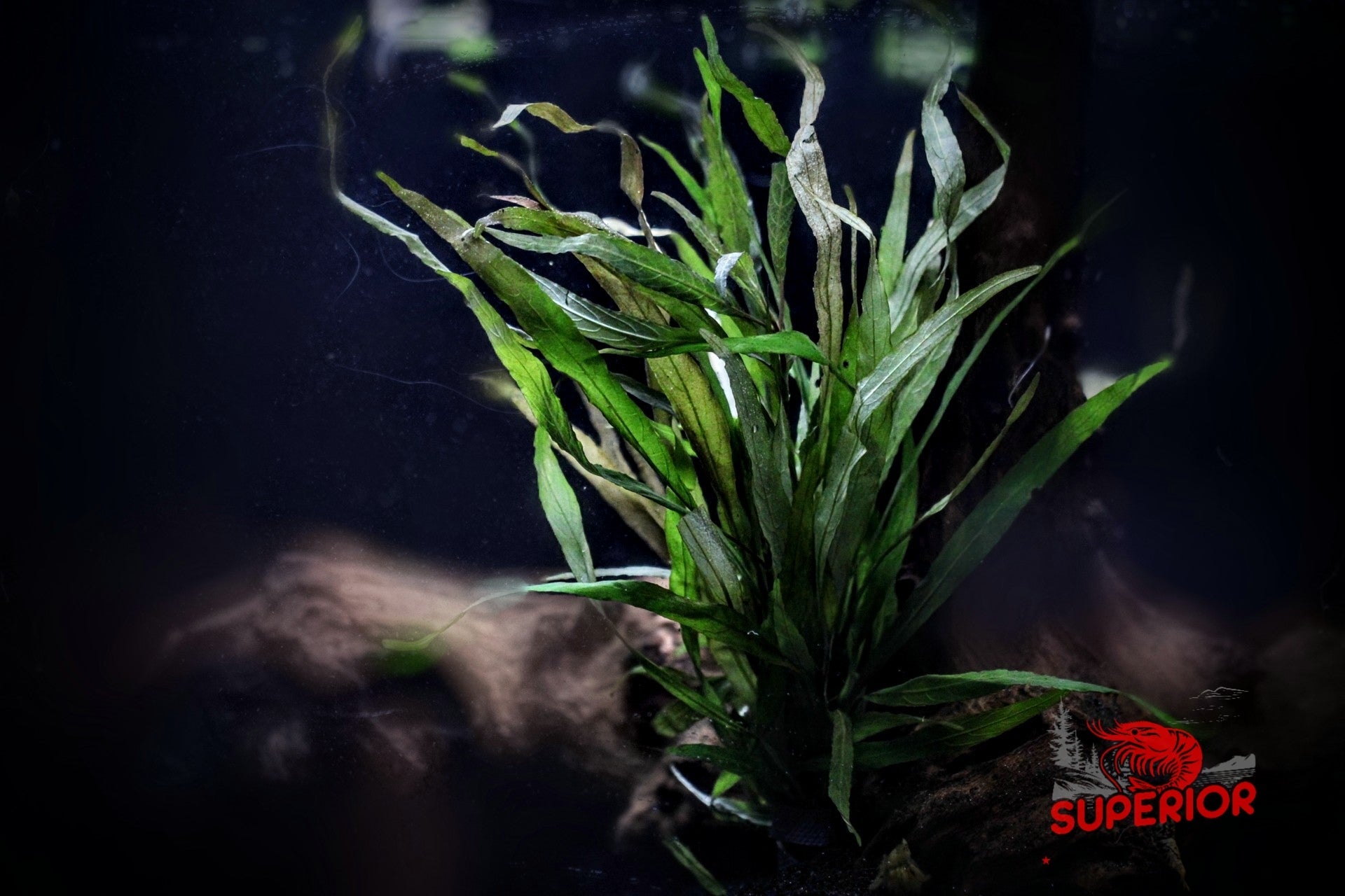 Pygmy Chain Sword (Echinodorus tenellus)